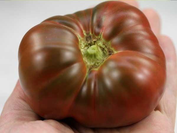 Tomato (Solanum lycopersicum 'Black Elephant') in the Tomatoes Database ...