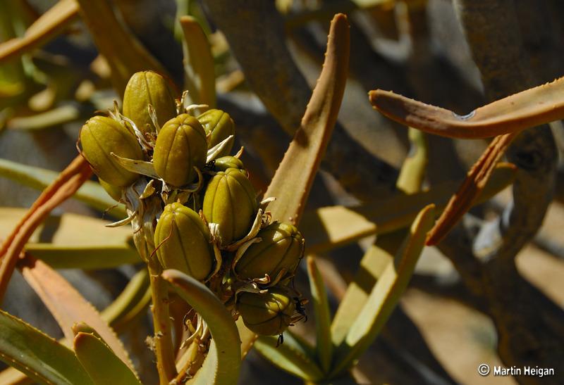 Photo of the fruit of Maiden's Quiver Tree (Aloidendron ramosissimum ...