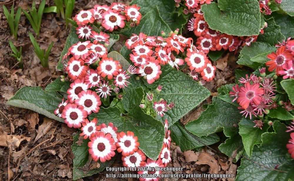 Photo of the bloom of Cineraria (Pericallis Jester® Carmine Bicolor ...