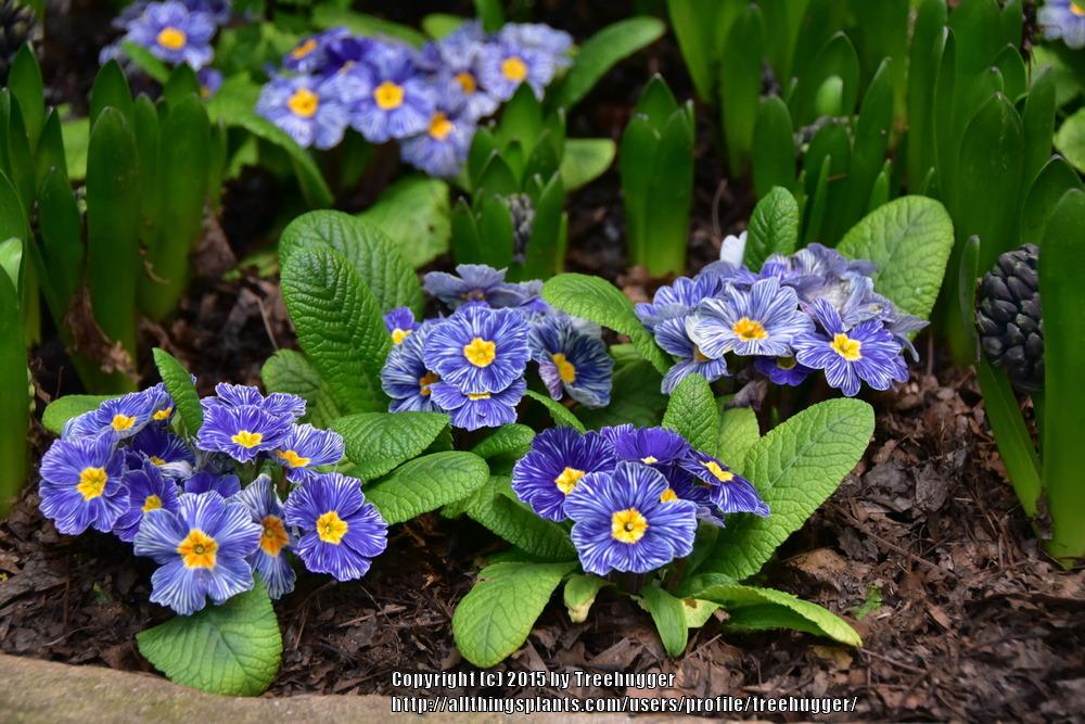 Photo of the entire plant of Primrose (Primula 'Blue Zebra') posted by ...