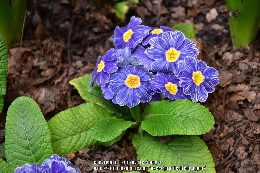 Primroses: Plant Care and Collection of Varieties - Garden.org