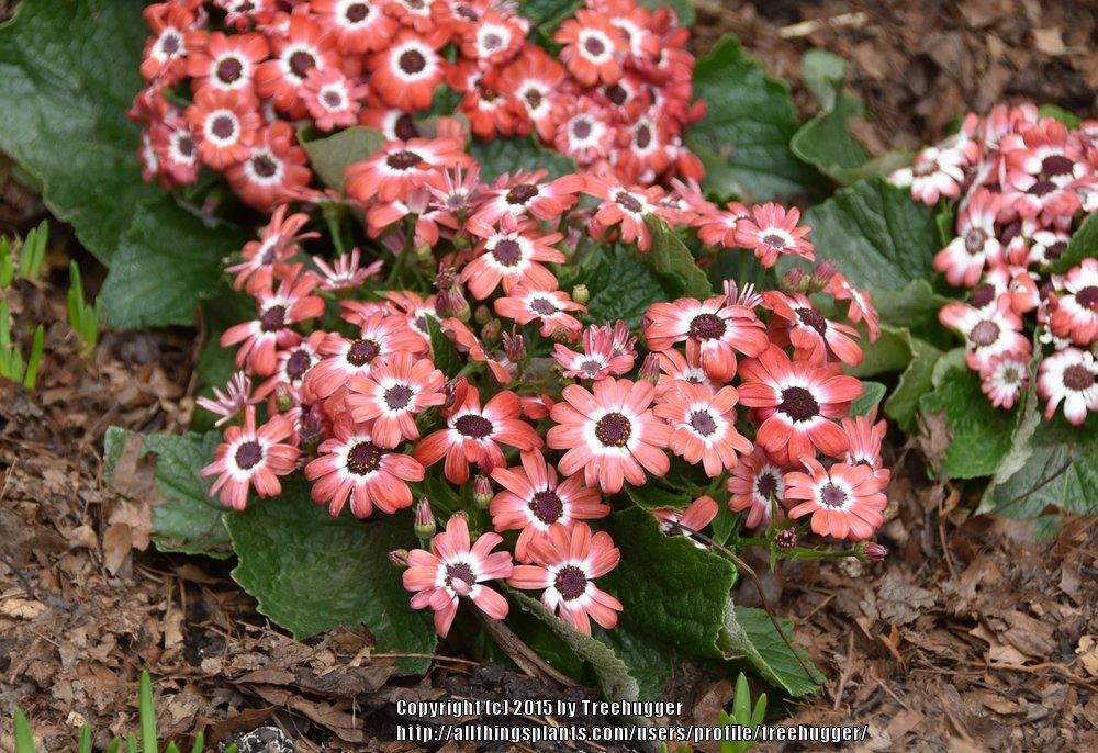 Cineraria (Pericallis Jester® Carmine Bicolor) - Garden.org