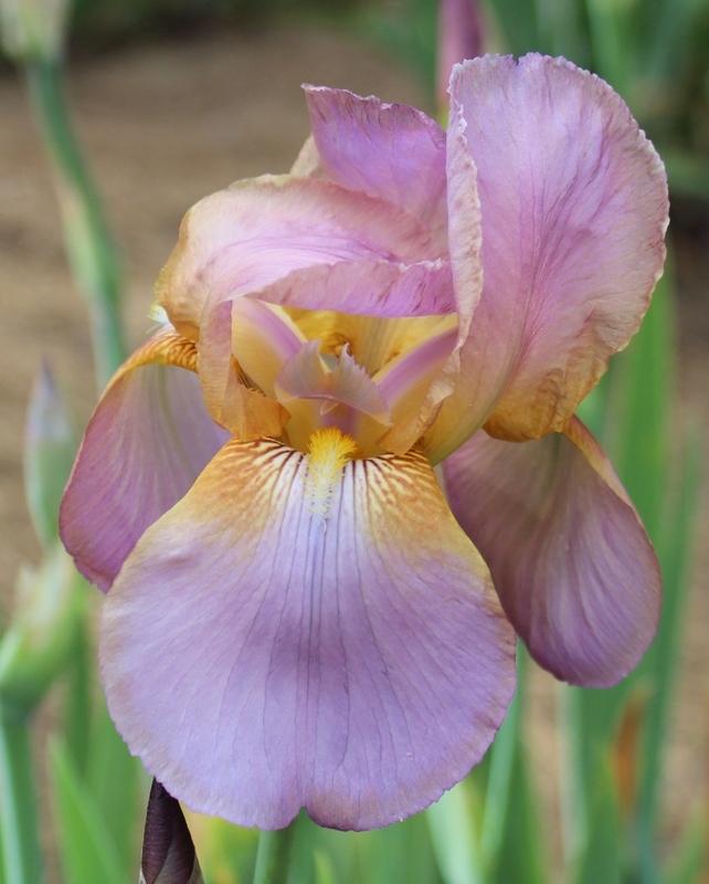 Photo of the bloom of Tall Bearded Iris (Iris 'China Maid') posted by ...