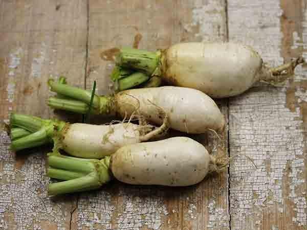 Turnips: Plant Care and Collection of Varieties - Garden.org