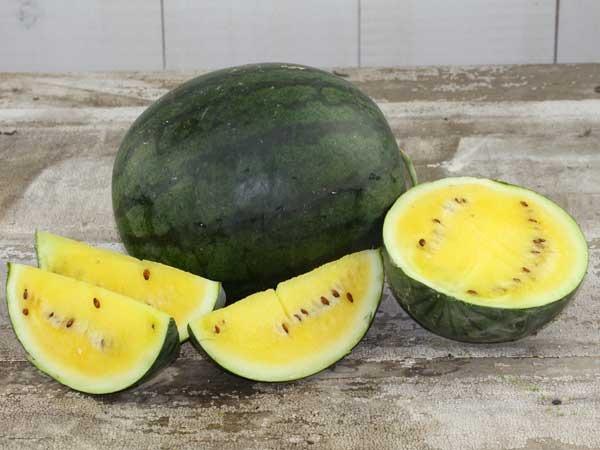 Watermelon (Citrullus lanatus 'Golden Russian') in the Watermelons ...