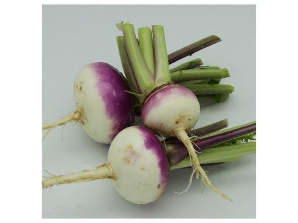 Turnips: Plant Care and Collection of Varieties - Garden.org