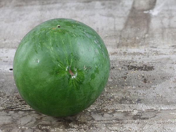 Watermelon (Citrullus lanatus 'Ledmon') in the Watermelons Database ...