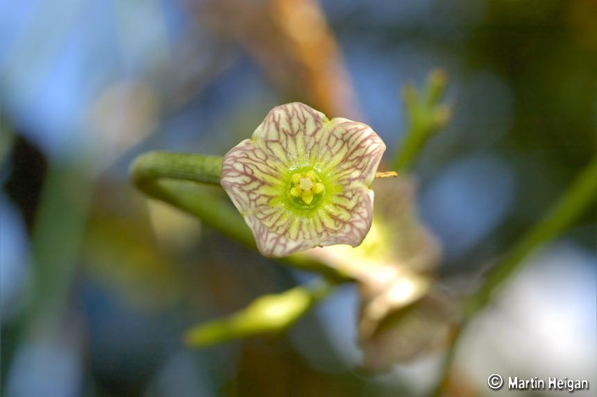 Cynanchum insigne - Garden.org