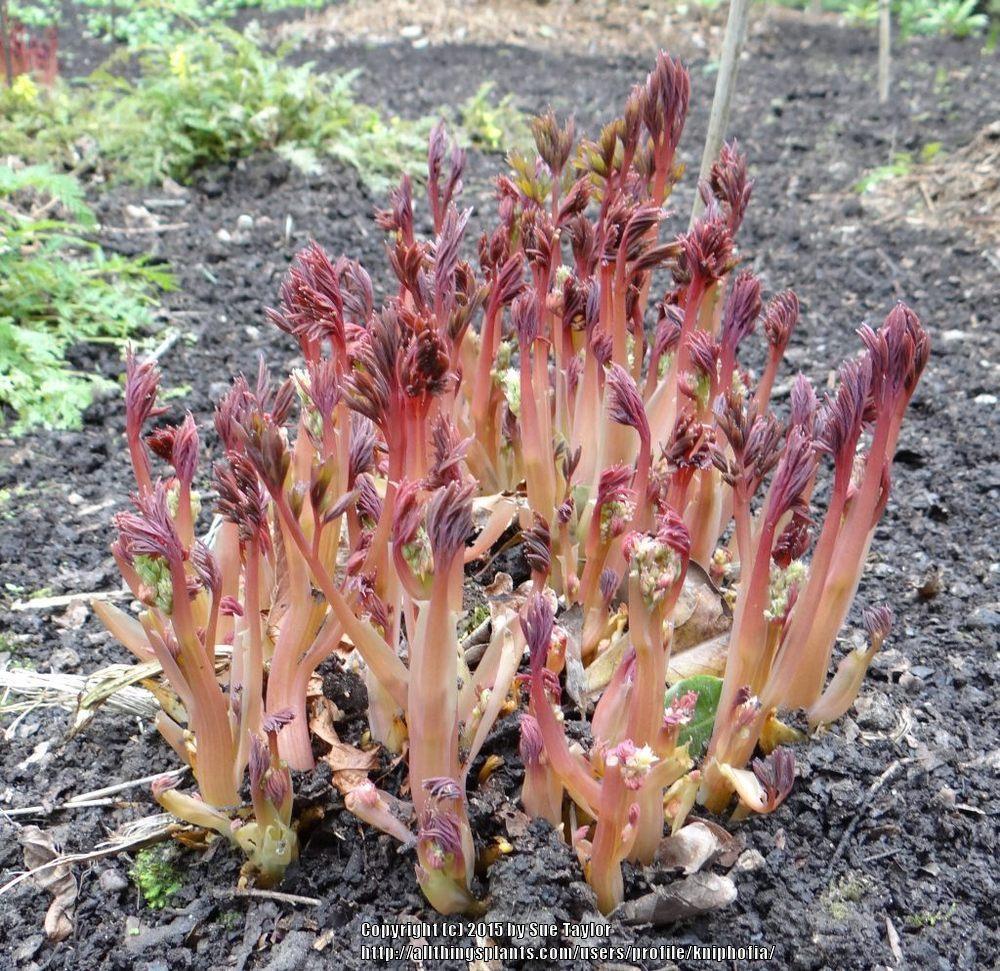 Bleeding Hearts: Plant Care and Collection of Varieties - Garden.org