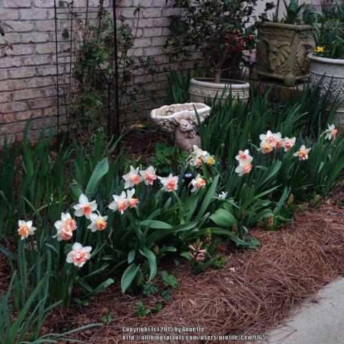 Double Daffodil (Narcissus 'Candy Princess') in the Daffodils Database ...