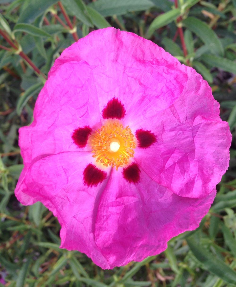 Photo of the bloom of Purple-Flowered Rockrose (Cistus x purpureus ...
