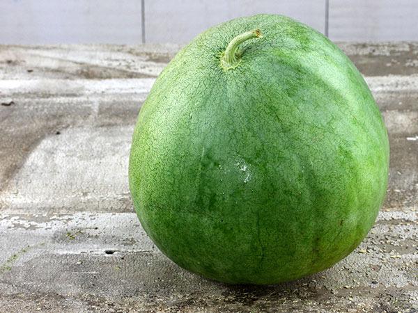 Watermelon (Citrullus lanatus 'Stone Mountain') in the Watermelons ...