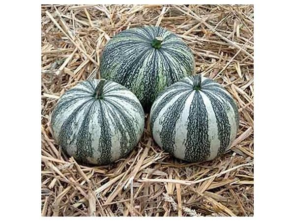 Winter Squash (Cucurbita mixta 'Silver Edge') in the Gourds, Squashes ...