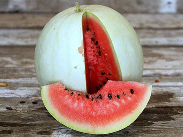 Watermelon (Citrullus lanatus 'Navajo Winter') in the Watermelons ...