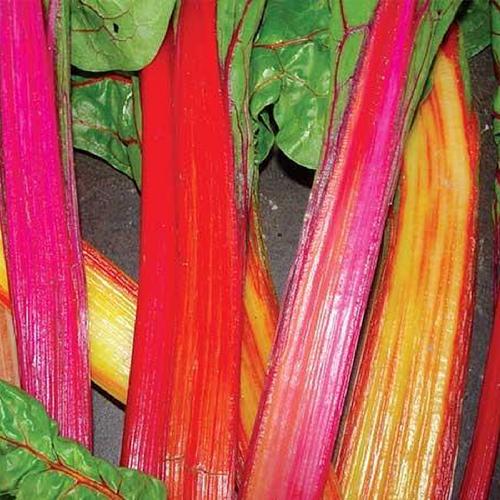 Swiss Chard (Beta vulgaris 'Five Color Silverbeet') in the Beets ...