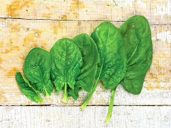 Spinach (Spinacia oleracea 'Amsterdam Prickly Seeded') in the Spinaches ...