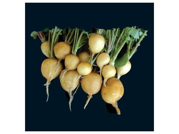 Radish (Raphanus sativus 'Helios') in the Radishes Database - Garden.org