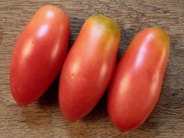 Tomato (Solanum lycopersicum 'Pink Icicle') in the Tomatoes Database ...