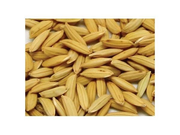 Rice (Oryza sativa 'Blue Bonnet') - Garden.org