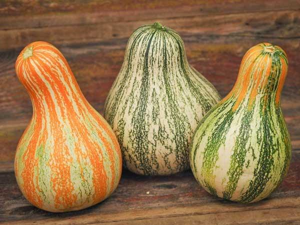 Winter Squash (Cucurbita mixta 'Mexican X-Top') in the Gourds, Squashes ...