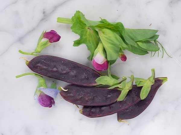 English Pea (Lathyrus oleraceus 'Blue Pod Capucijner') in the Peas ...
