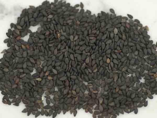 Photo of the seeds of Black Sesame (Sesamum indicum 'Nigrum') posted by ...
