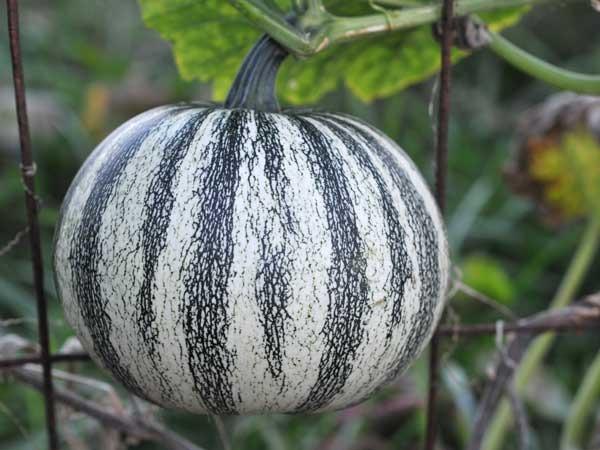 Winter Squash (Cucurbita mixta 'Pipian from Tuxpan') in the Gourds ...