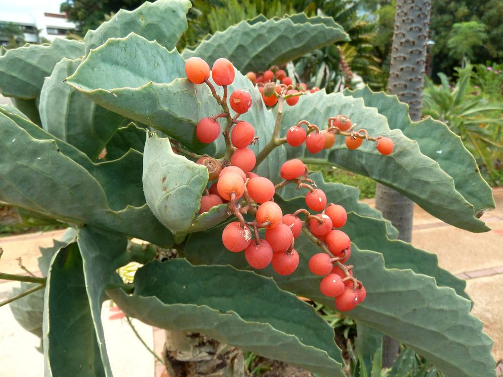 Photo of the fruit of Succulent Grape (Cyphostemma juttae) posted by ...