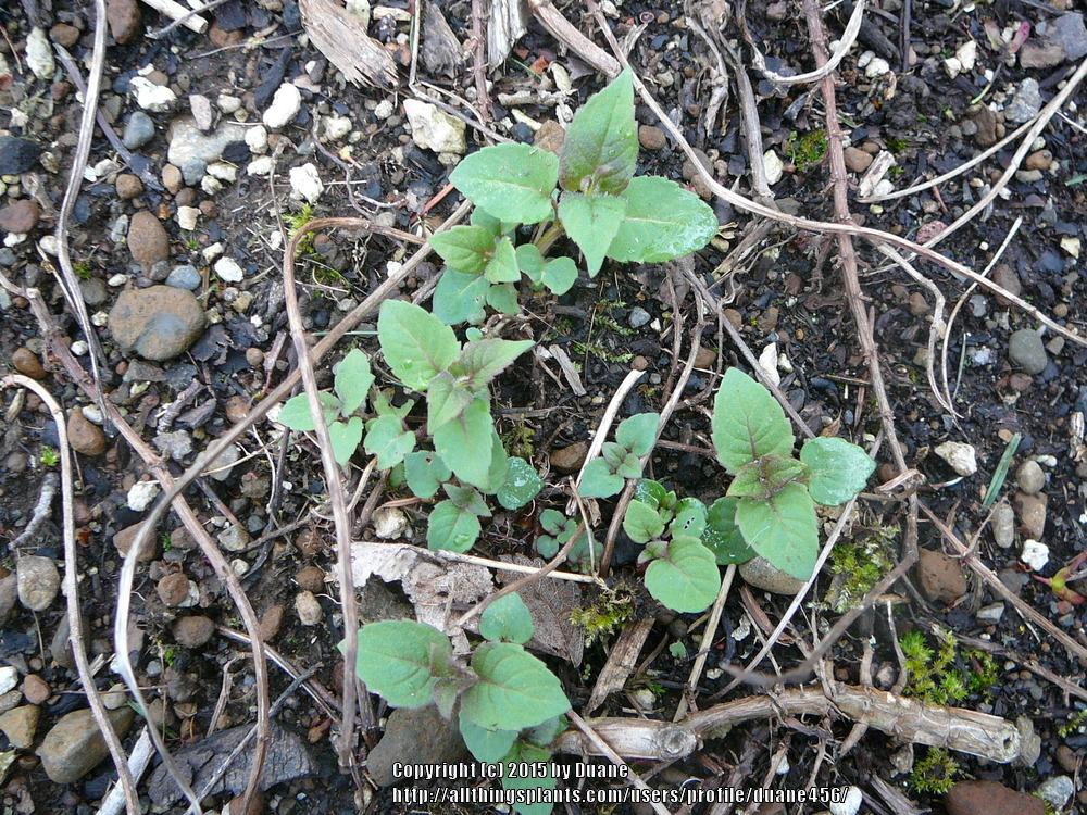 Photo of the emerging growth of Bee Balm (Monarda didyma 'Jacob Cline ...