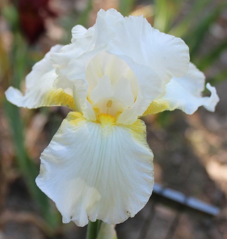 Tall Bearded Iris (Iris 'Dancing Bride') in the Irises Database ...