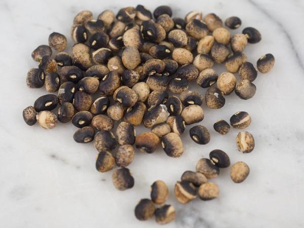 Cow Pea (Vigna unguiculata 'Atchafalaya Swamp Pea') in the Southern ...