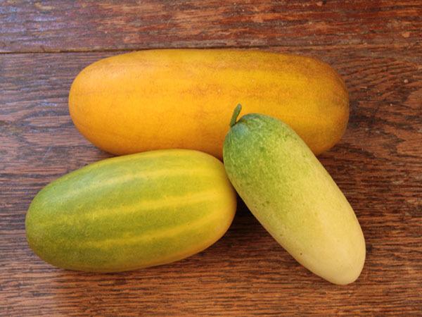 Cucumber (Cucumis sativus 'Thai Petch Tsai') in the Cucumbers Database ...