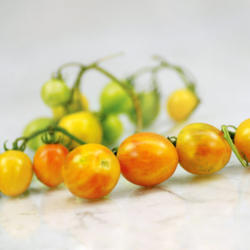Tomato (Solanum lycopersicum 'Sunrise Bumblebee') in the Tomatoes ...