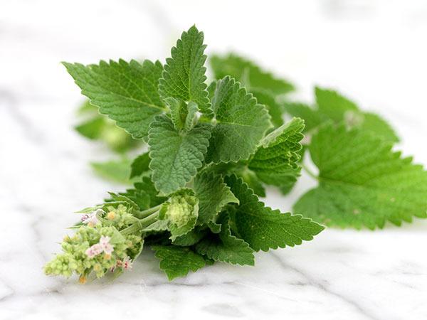 Catnip (Nepeta cataria 'Lemon') in the Catmints Database - Garden.org