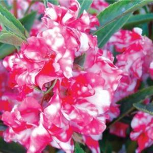 Balsam (Impatiens balsamina 'Peppermint Sticks') - Garden.org