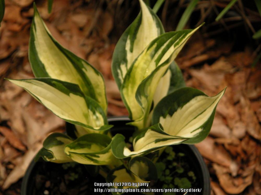 Photo of the leaves of Hosta 'Loyalist' posted by Seedfork - Garden.org