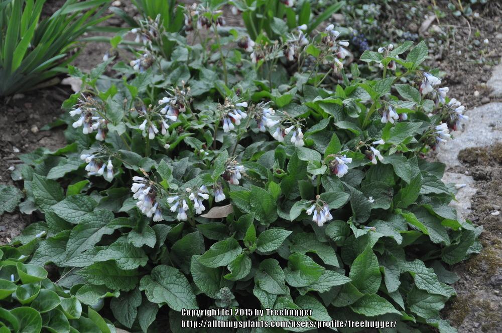 Comfrey (Symphytum 'Hidcote Blue') - Garden.org