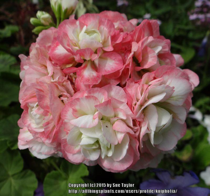 Photo of the bloom of Zonal Geranium (Pelargonium x hortorum ...