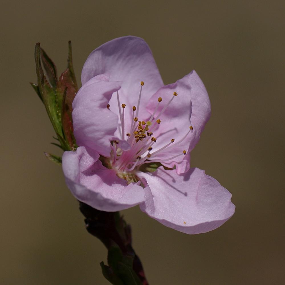Peaches: Plant Care and Collection of Varieties - Garden.org