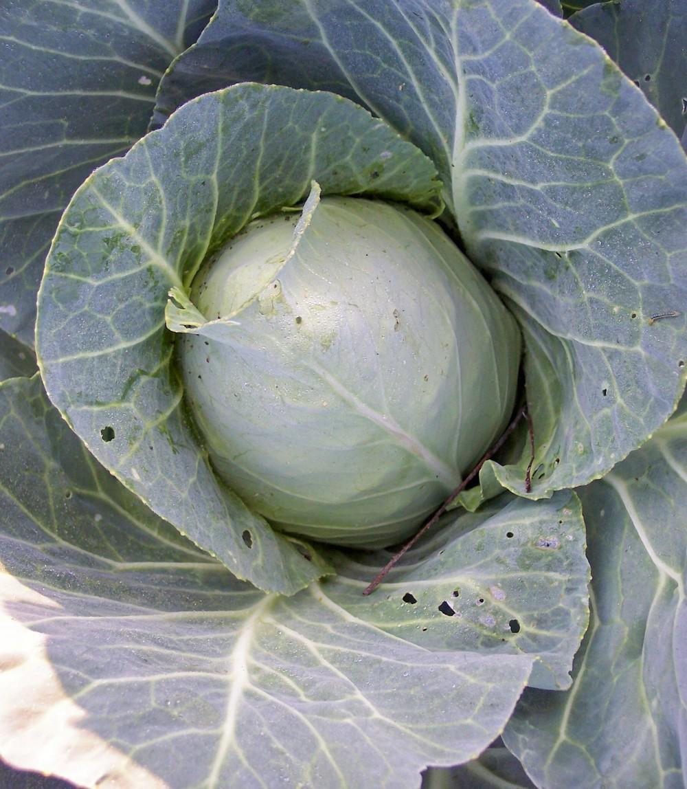 Cabbage (Brassica oleracea var. capitata 'Point One') in the Brassicas ...