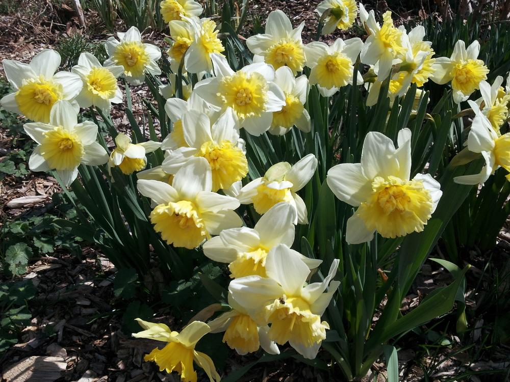 Photo of the bloom of Double Daffodil (Narcissus 'Ice King') posted by ...