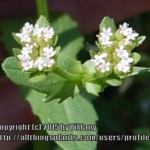 Beaked Corn Salad (Valerianella radiata) - Garden.org