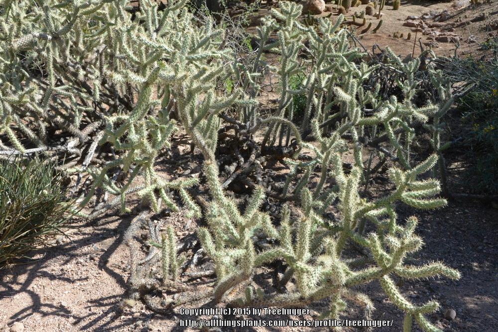 Photo of the entire plant of Clavellina Cholla (Cylindropuntia alcahes ...