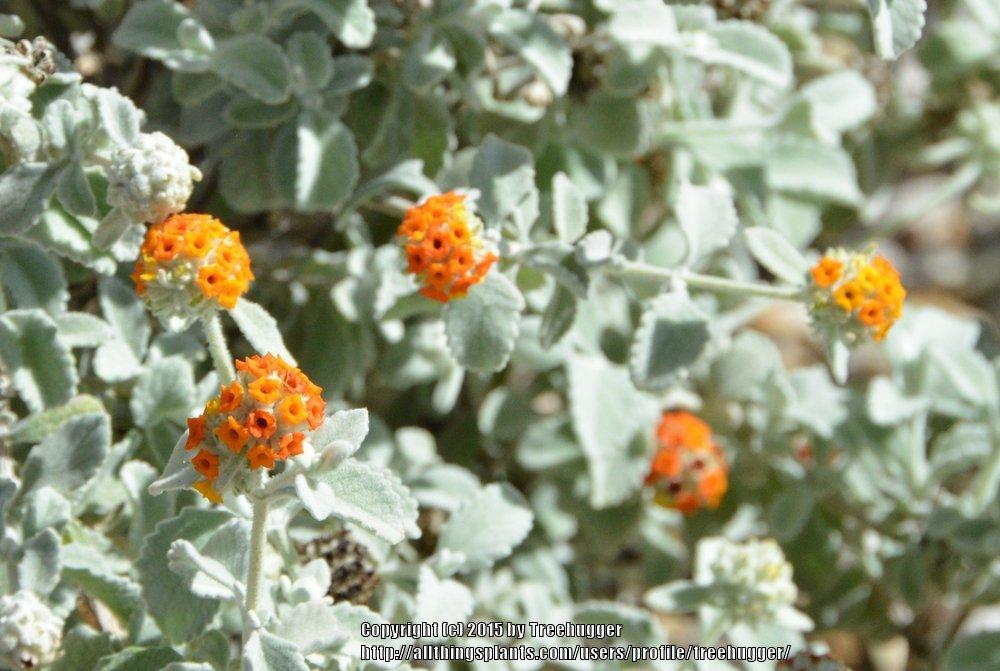 Woolly Butterfly Bush (Buddleja marrubiifolia) in the Butterfly Bushes ...