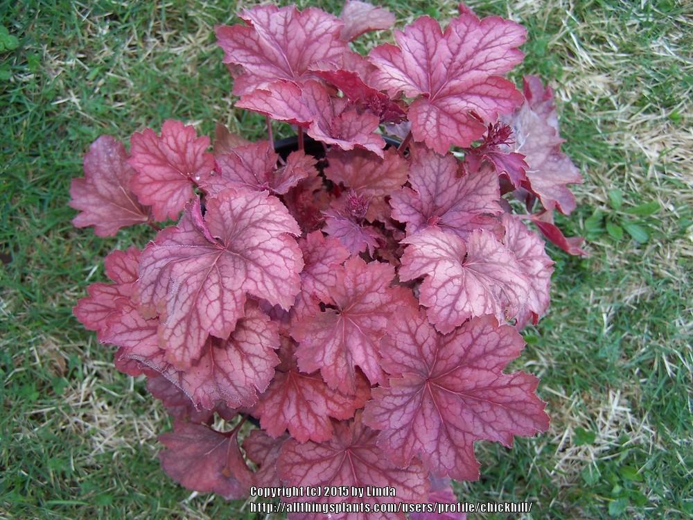 Photo of the leaves of Coral Bells (Heuchera 'Carnival Watermelon ...