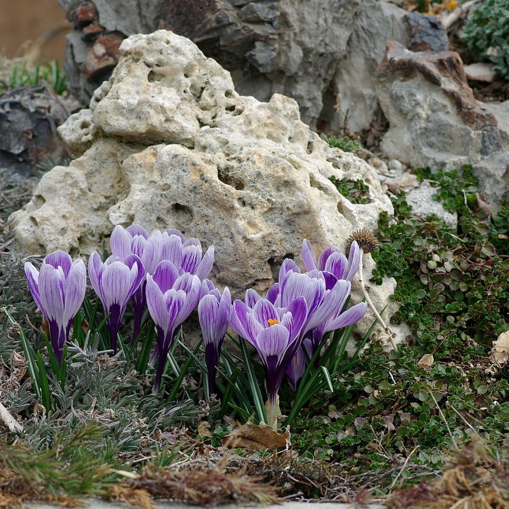 Crocus: Plant Care and Collection of Varieties - Garden.org
