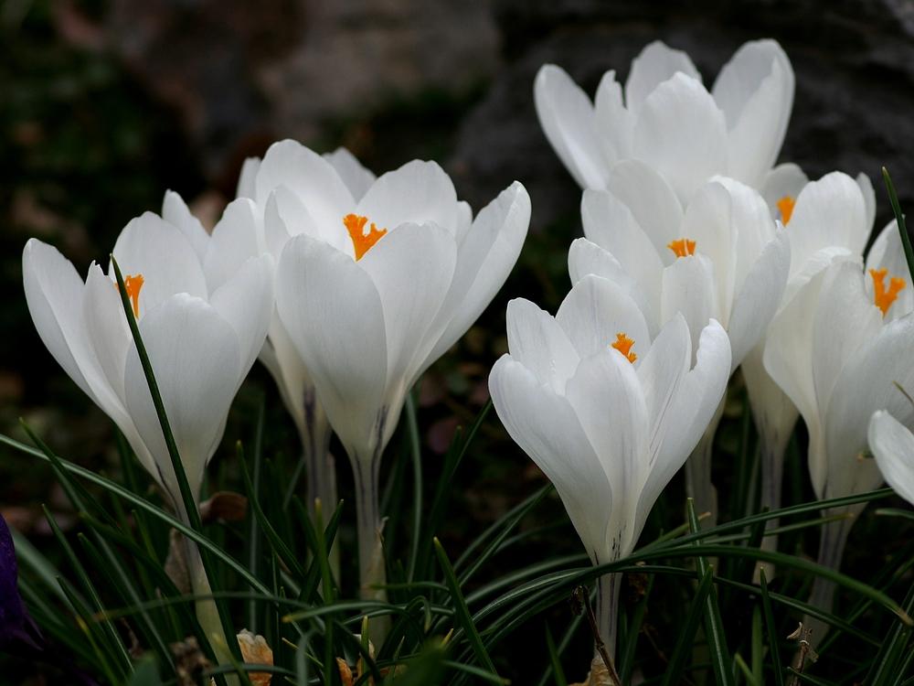 Photo of the bloom of Dutch Crocus (Crocus vernus 'Jeanne d'Arc ...