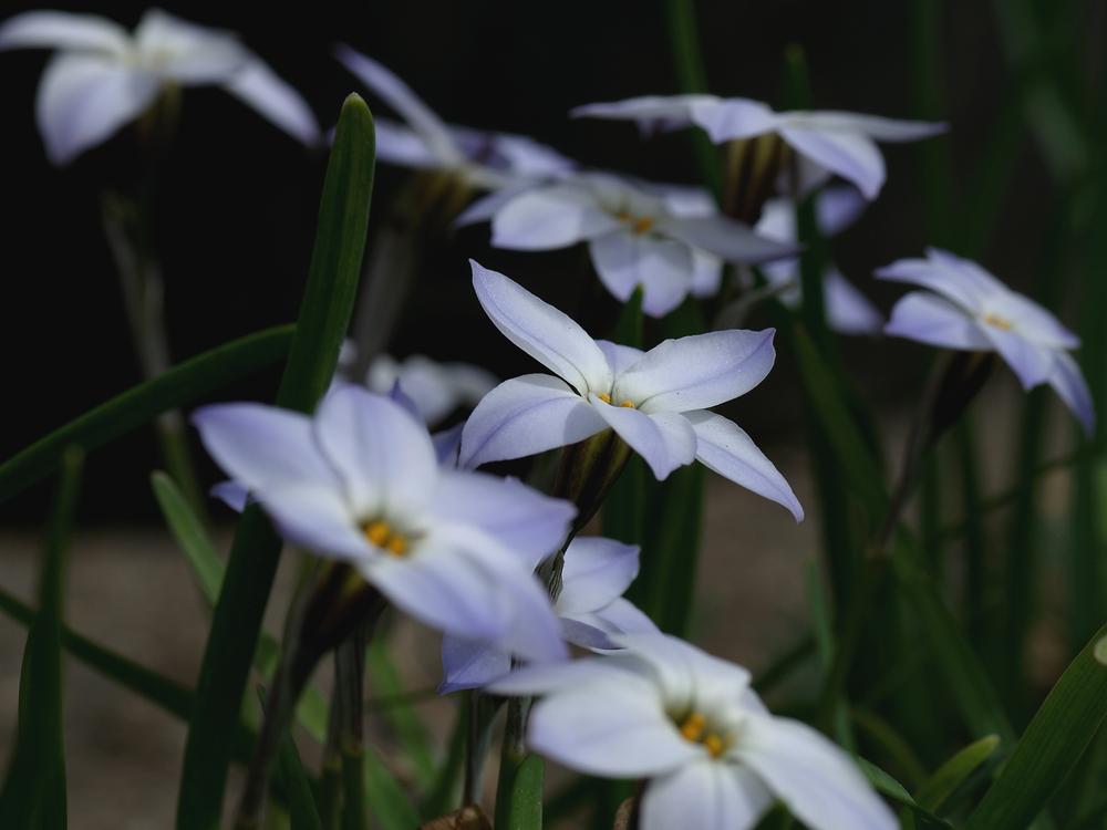 Spring Starflower (Ipheion uniflorum) - Garden.org
