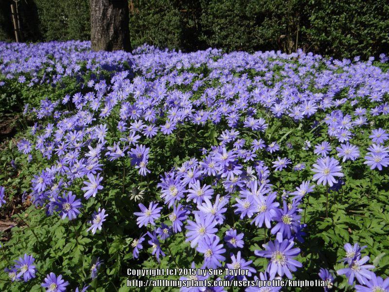 Photo of the entire plant of Grecian Windflower (Anemone blanda 'Blue ...