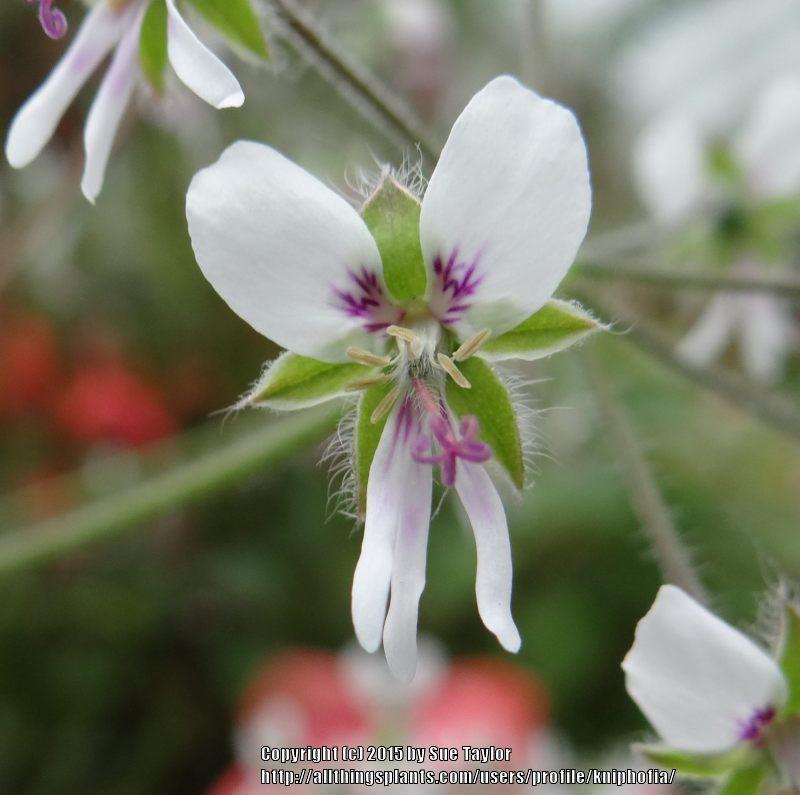 Peppermint-Scented Geranium (Pelargonium tomentosum) in the ...